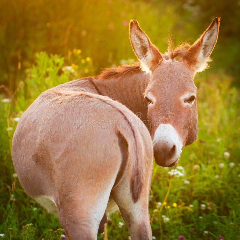 Piccolo asino grigio fotografia stock. Immagine di animale - 31393324