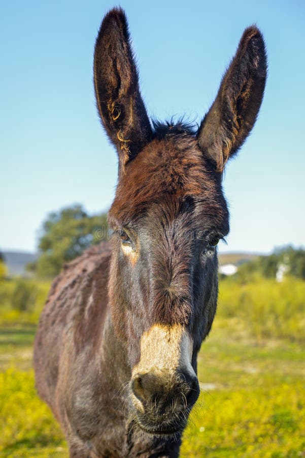Asino bello fotografia stock. Immagine di addomesticato - 110964202
