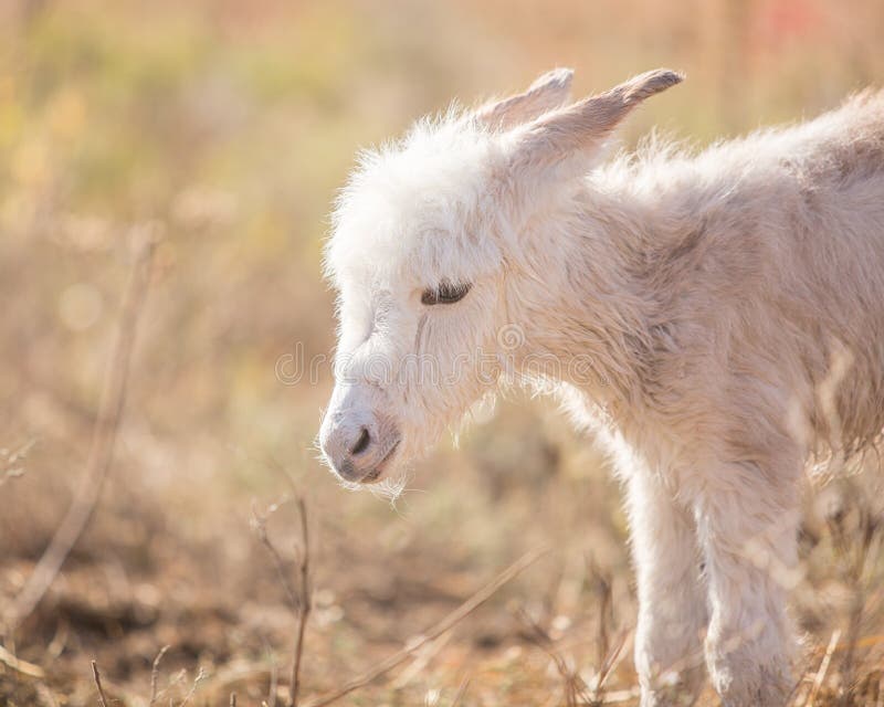 Cucciolo Neonato Dell'asino Fotografia Stock - Immagine di animali ...