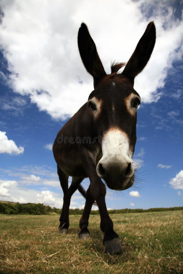 Membro Domestico Asino Divertente Della Famiglia Del Cavallo Immagine ...