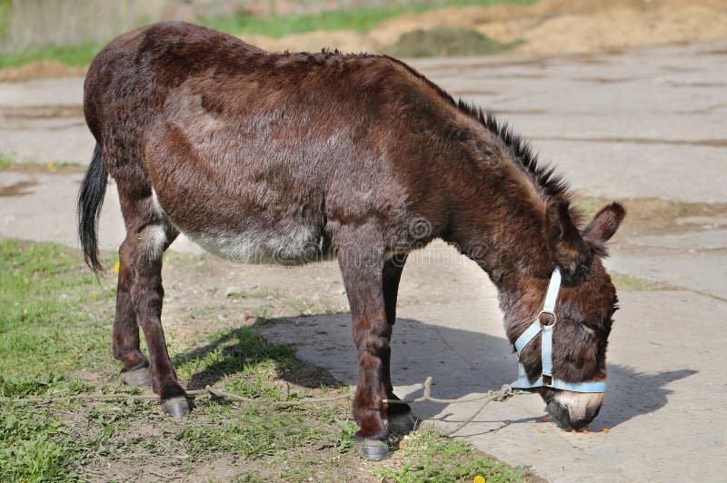 Asino Divertente Della Foto Fotografia Stock - Immagine di giorno, orli ...