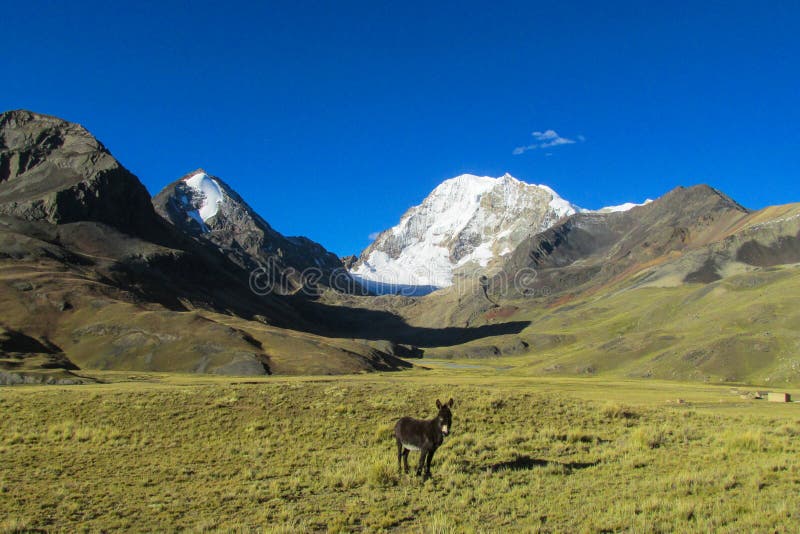 Asino Nelle Montagne Delle Ande Fotografia Stock - Immagine di verde ...