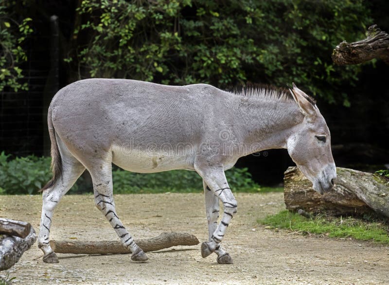 Femmina Africana Dell'asino Selvaggio Immagine Stock - Immagine di ...