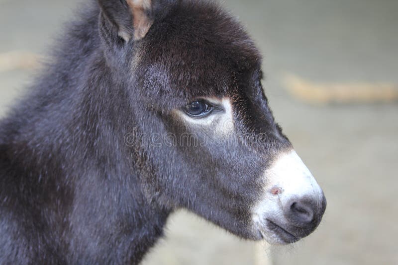 Asinus Do Asinus Do Equus Do Asno Foto de Stock - Imagem de nave ...