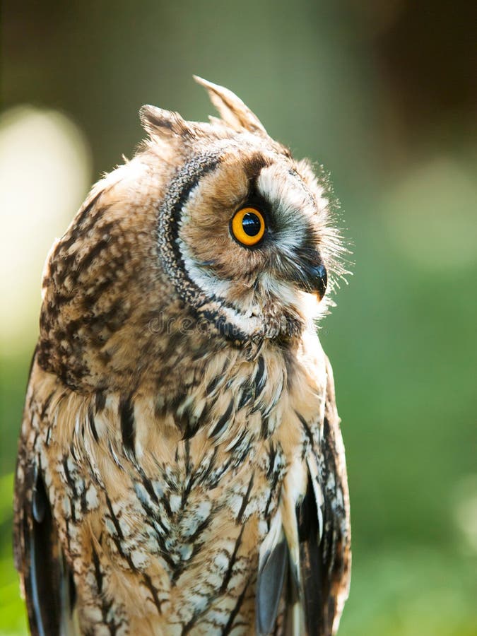 Asio Otus - Strix Otus - Portrait of Long-eared Owl Stock Image - Image ...