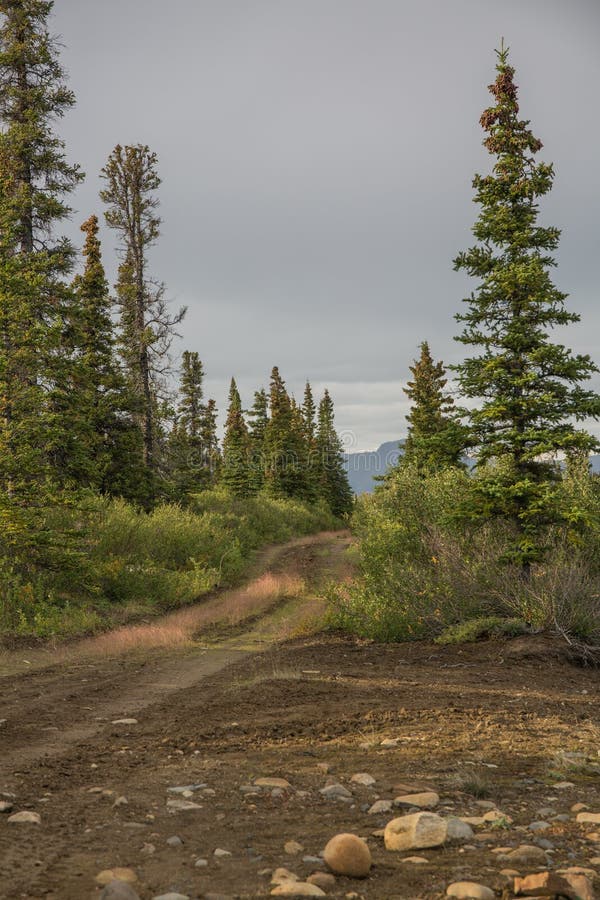 A;askan two track road stock photo. Image of road, track - 78128020