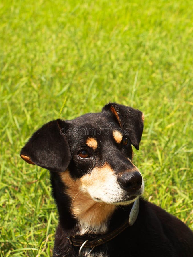 Asks the Dog Food from the Host Stock Photo - Image of redhead, shaggy ...