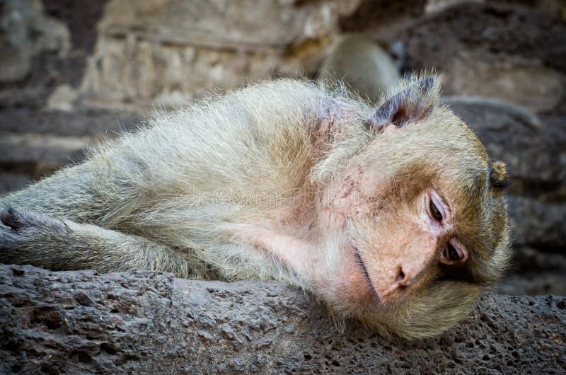Asleep monkey stock image. Image of wild, life, mammal - 28614113
