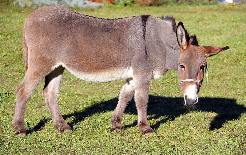 Asno imagem de stock. Imagem de grama, vaca, fazenda, asno - 3101911