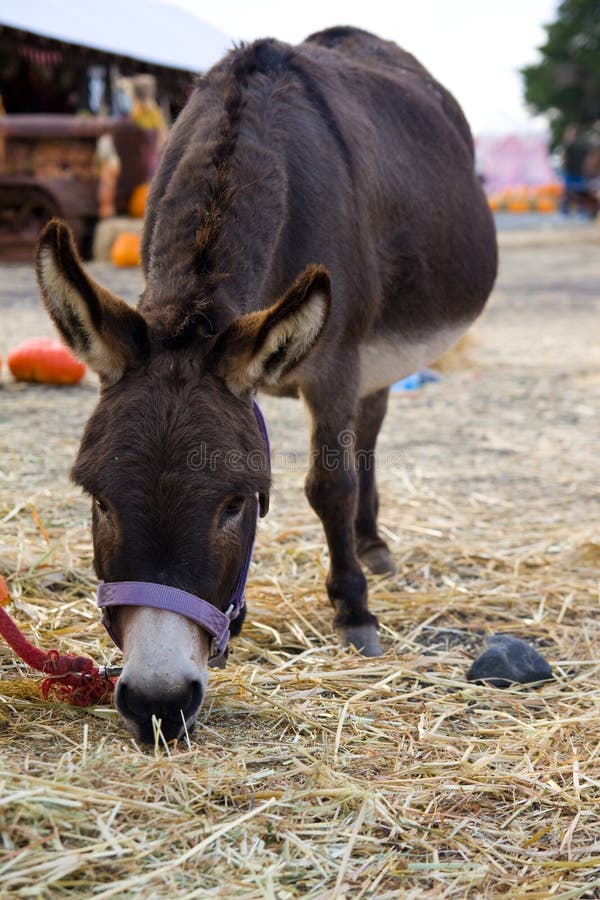 Asno foto de stock. Imagem de gado, campo, asno, vertebrado - 11404776