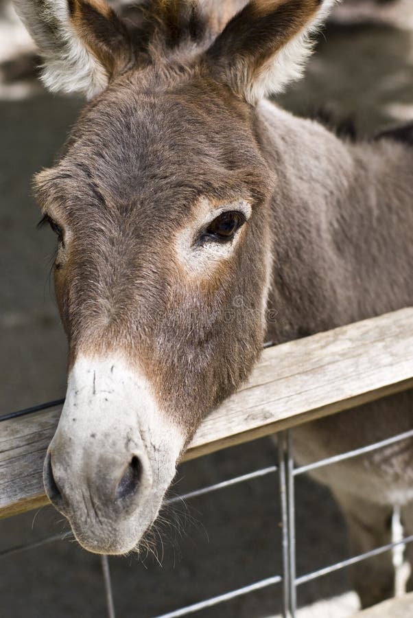 Asno foto de stock. Imagem de fazenda, retrato, cerca - 16075308