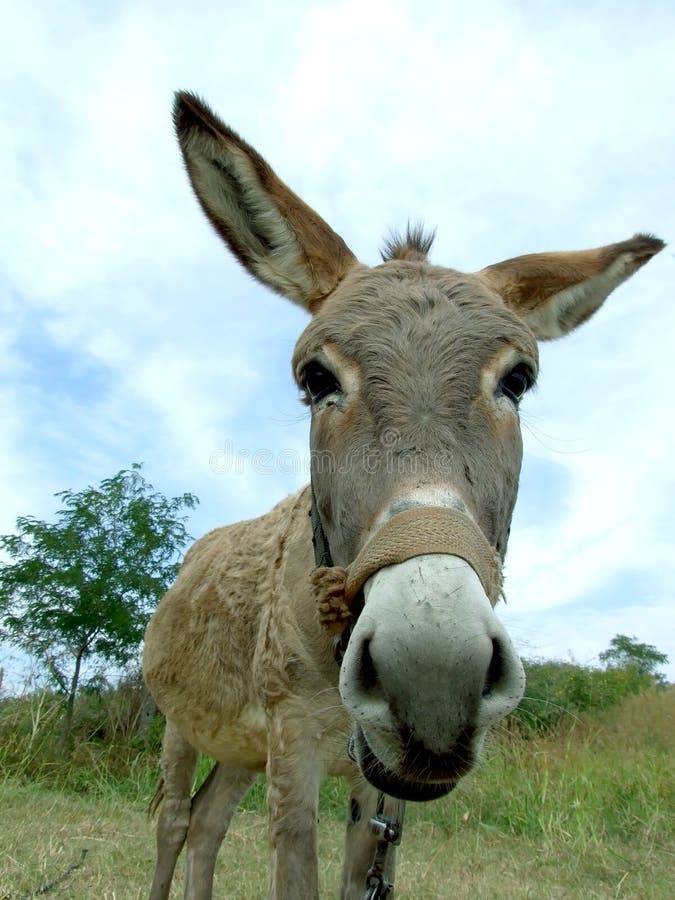 Burro foto de stock. Imagem de fazenda, céu, nave, prados - 16252946