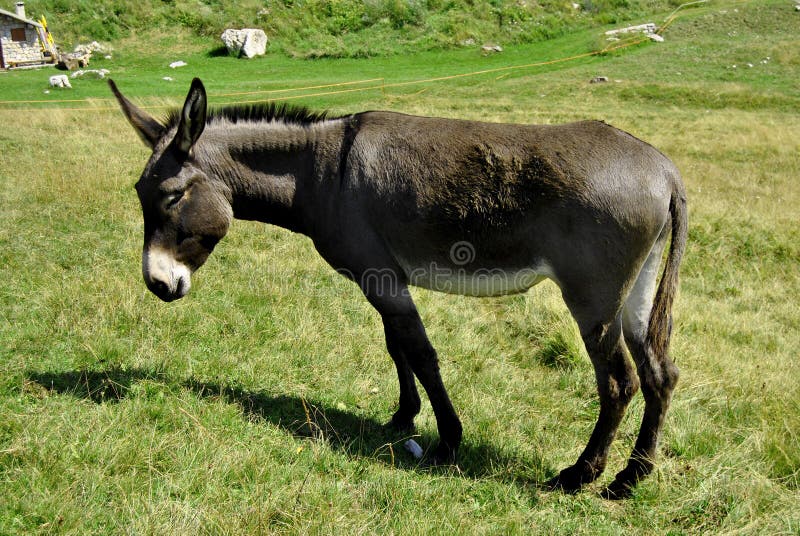Asno Preto Selvagem Em Um Pasto Foto de Stock - Imagem de campo, bloco ...