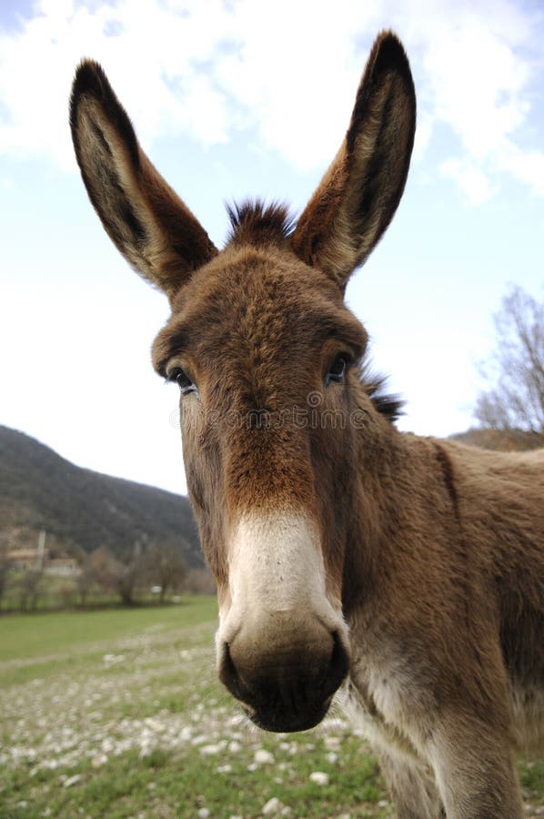 Asno imagem de stock. Imagem de animal, asno, besta, arbusto - 281679