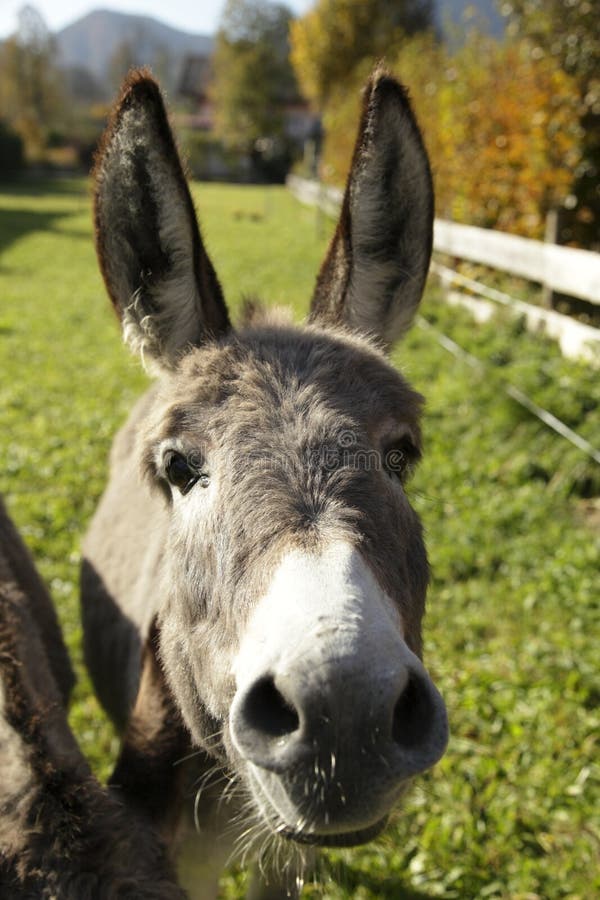 Tiro principal do asno imagem de stock. Imagem de orelhas - 29428069