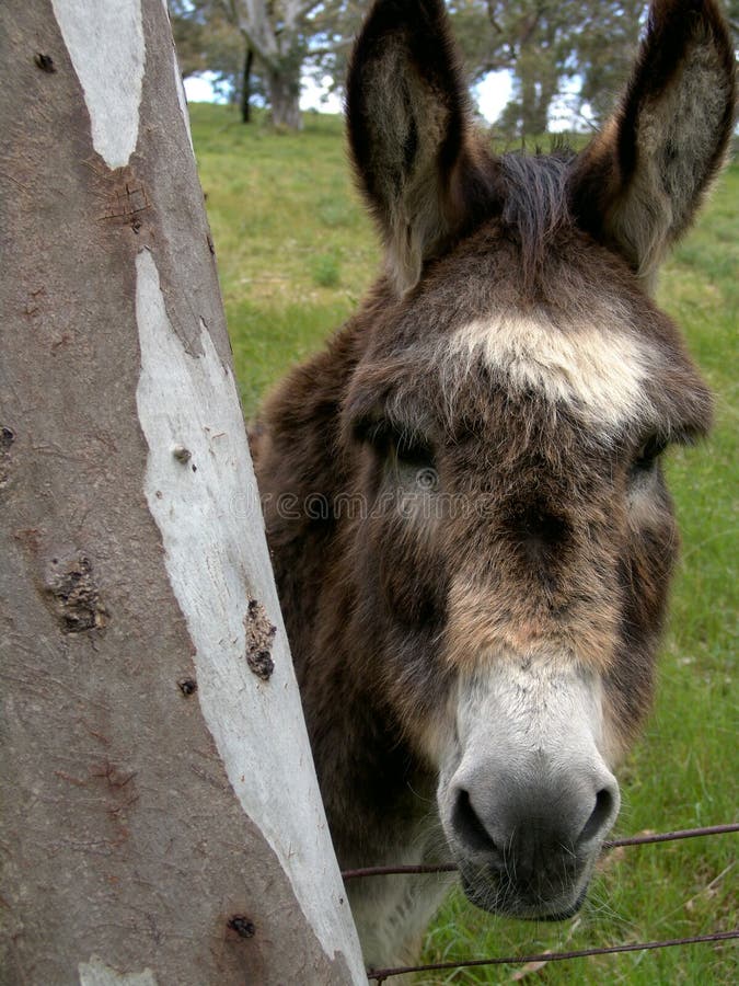 Asno imagem de stock. Imagem de animal, asno, besta, arbusto - 281679