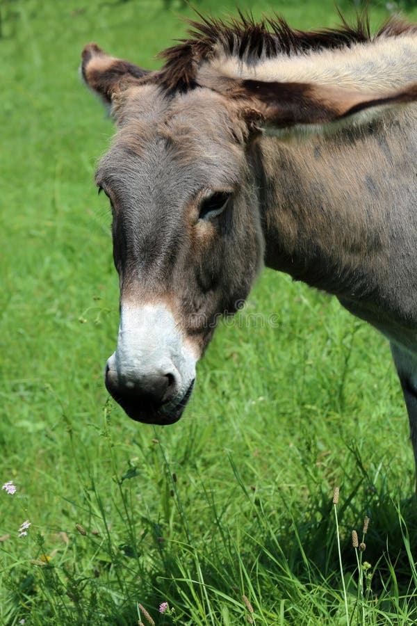 Asno foto de stock. Imagem de cara, agricultura, orelha - 94802118