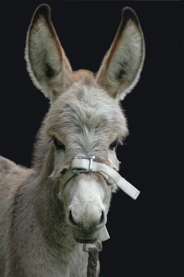 Asno Bonito Que Está Lateralmente Perto Da Floresta Do Pinho Na Manhã ...