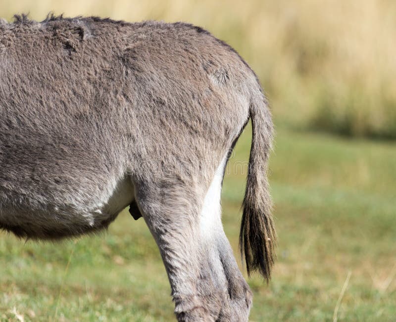 La cola de una vaca imagen de archivo. Imagen de paja - 108303587