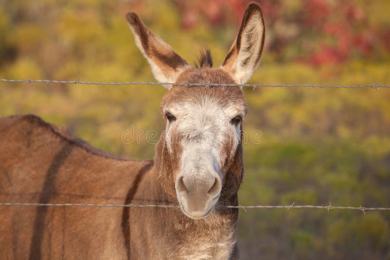 Close up do asno foto de stock. Imagem de domesticado - 45652890