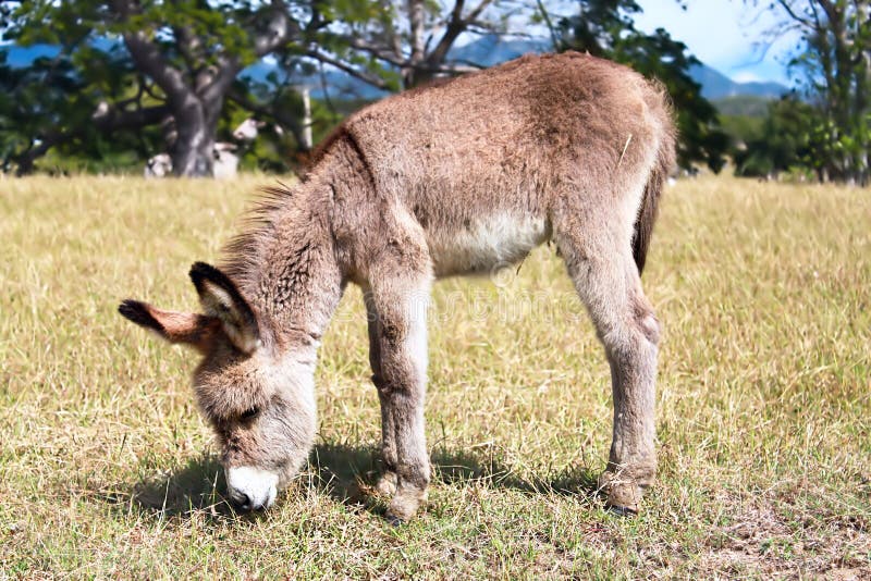 Asno do bebê imagem de stock. Imagem de asno, mola, alegria - 13617327