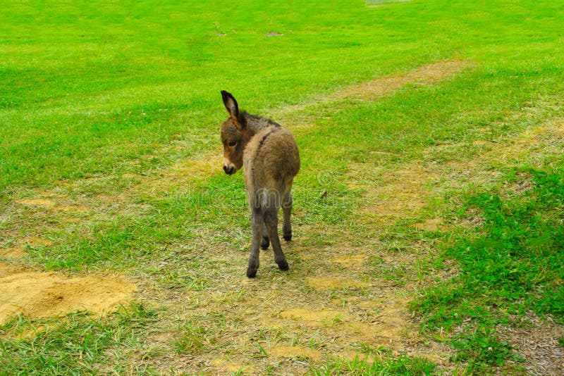 Asno do bebê foto de stock. Imagem de cabelo, campo, manteiga - 39041168