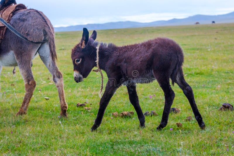 Asno Do Bebê Depois Do Asno Da Mamãe Imagem de Stock - Imagem de fofofo ...