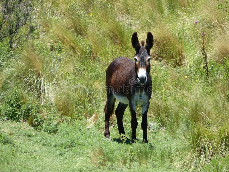Asno/na natureza selvagem imagem de stock. Imagem de mula - 127102407