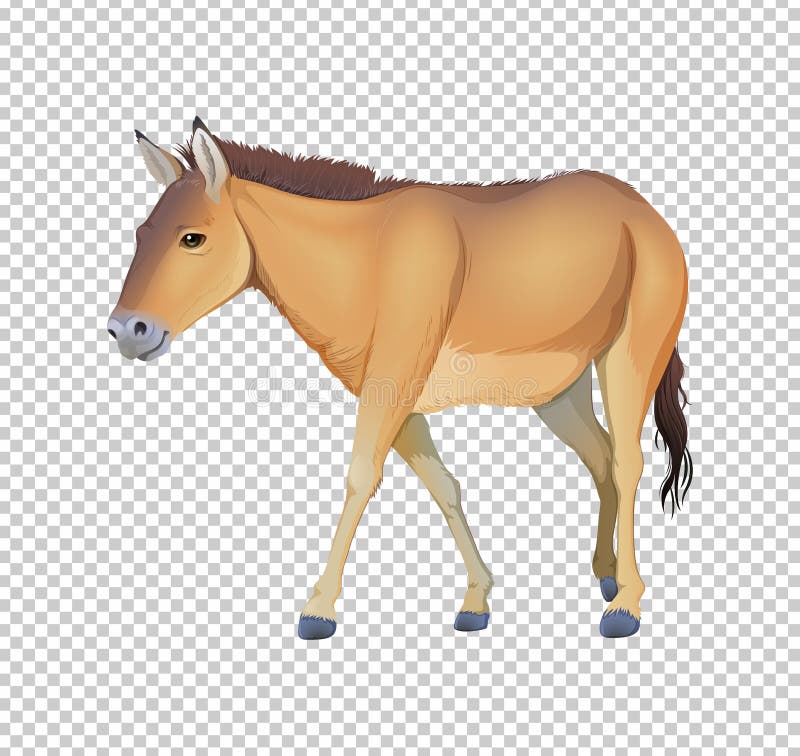 Asno no fundo transparente ilustração do vetor. Ilustração de wildlife ...