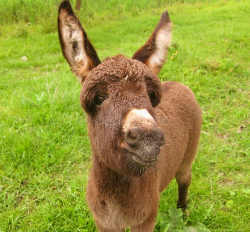Asno pequeno imagem de stock. Imagem de cabeleira, cara - 40778595