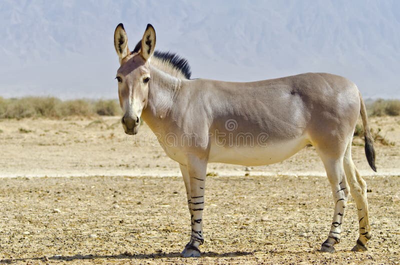 Asno salvaje africano imagen de archivo. Imagen de recorrido - 21569301