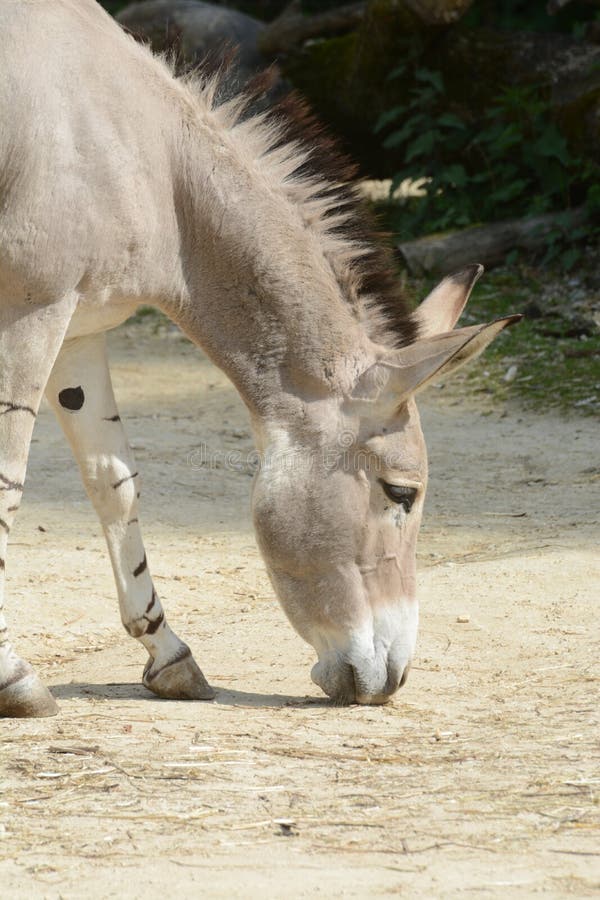 Asno salvaje africano foto de archivo. Imagen de piernas - 39951620