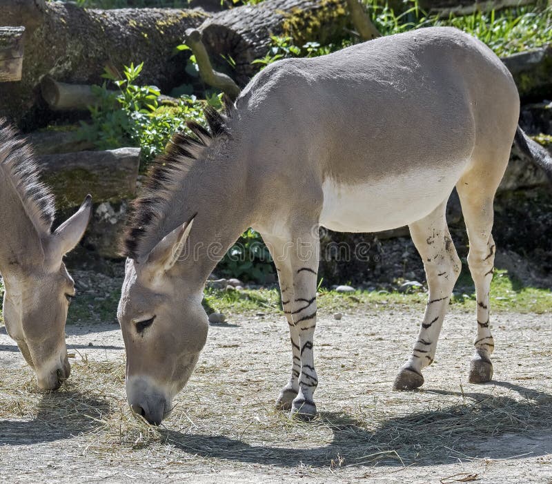 646 Asno Salvaje Africano Fotos de stock - Fotos libres de regalías de ...