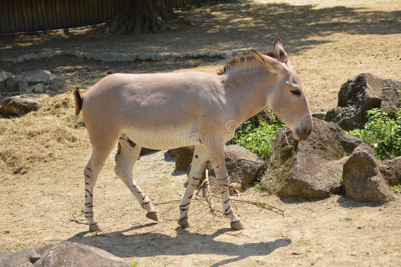 Asno Salvaje Africano (africanus Del Equus) Foto de archivo - Imagen de ...