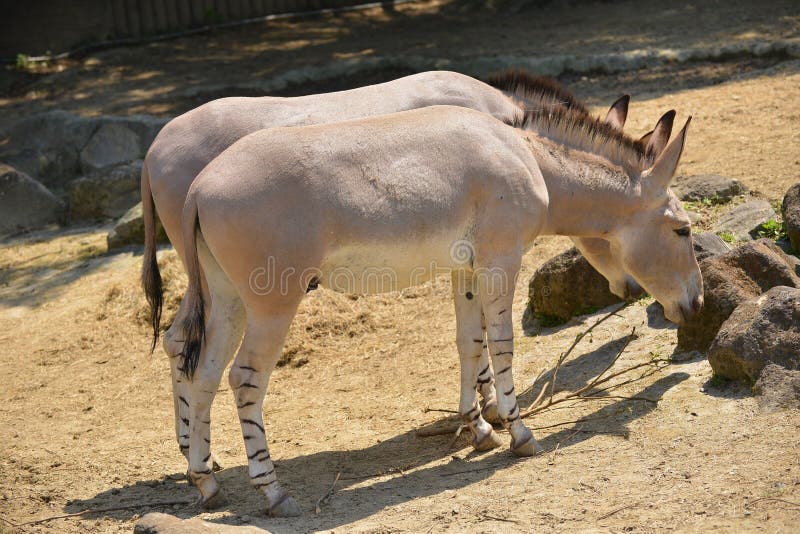 Asno Salvaje Africano (africanus Del Equus) Foto de archivo - Imagen de ...
