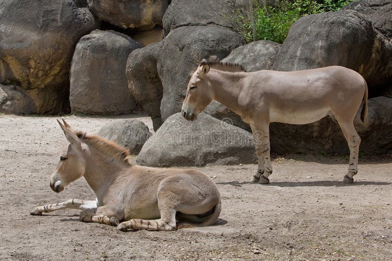 imágenes comunes del Asnos - los derechos de la transferencia directa ...