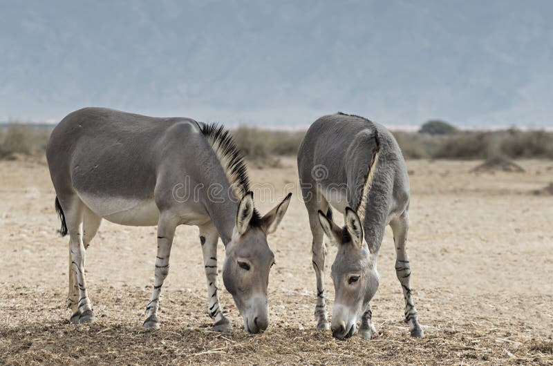 Asno Salvaje Africano En Desierto Fotos de stock - Fotos libres de ...