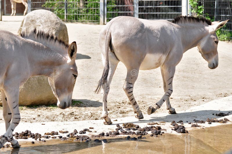 Burro Selvagem Africano Ou Asno Selvagem Africano Imagem de Stock ...