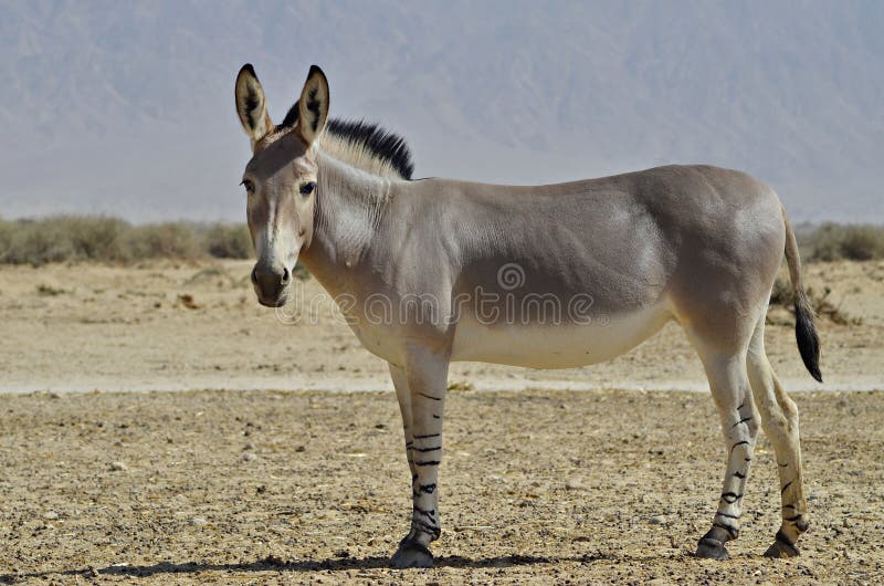 Burro Selvagem Somaliano (africanus Do Equus) No Natur Israelita Foto ...