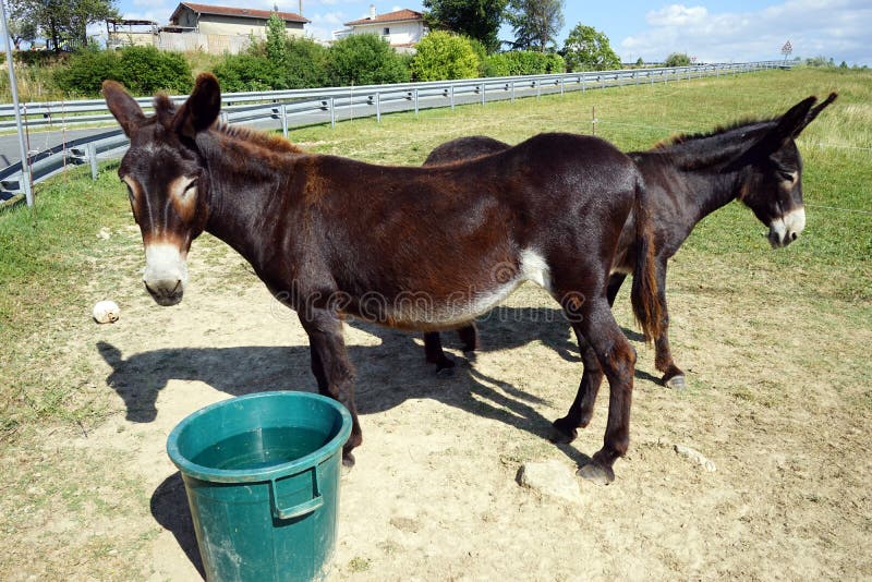 Asno imagem de stock. Imagem de animal, verde, sujeira - 36013619