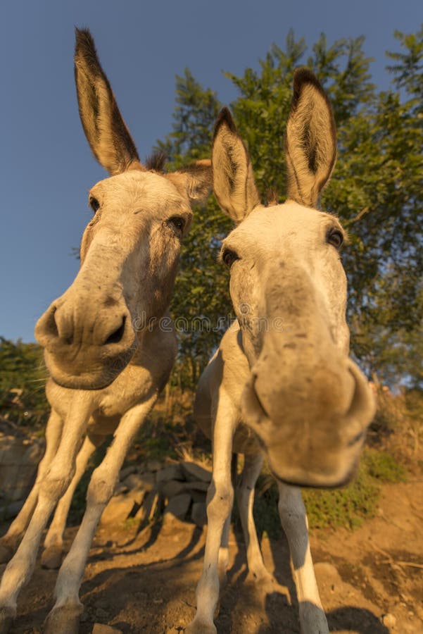Dois Burros Brancos Com Grama Verde Imagem de Stock - Imagem de asnos ...
