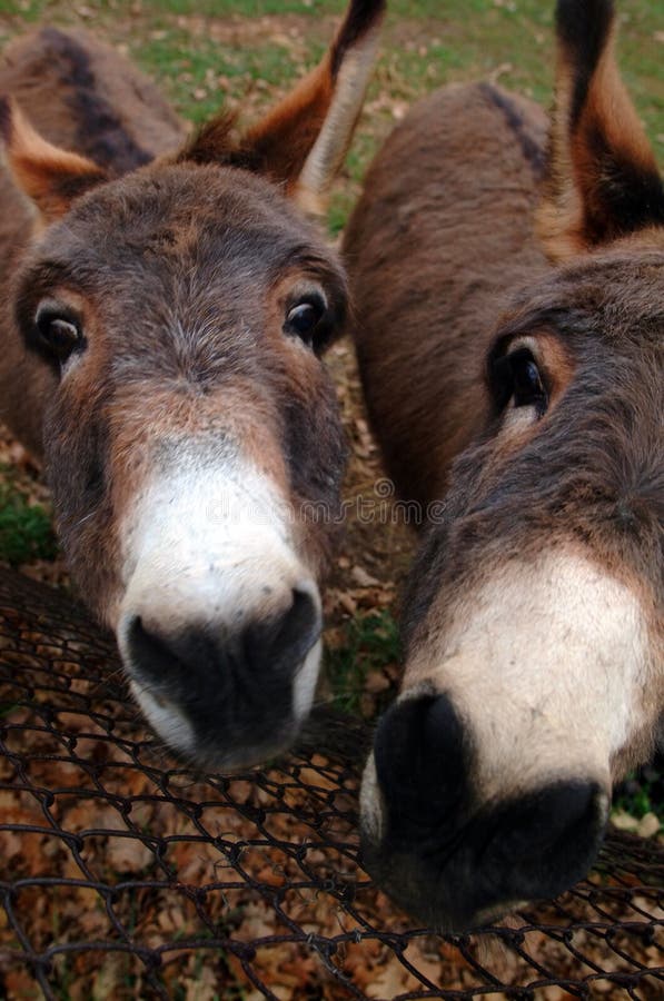 8,476 Asnos Fotos - Fotos de Stock Gratuitas e Fotos Royalty-Free ...