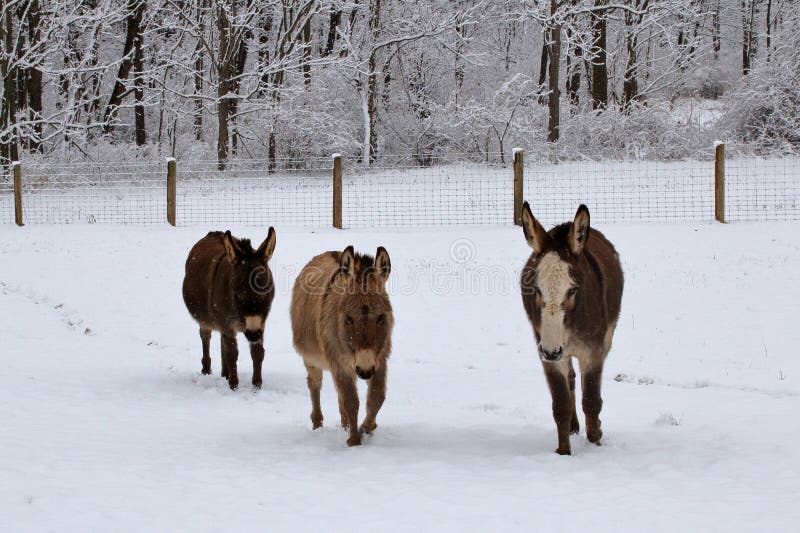 Asnos Diminutos Em Um Pasto Nevado Imagem de Stock - Imagem de neve ...