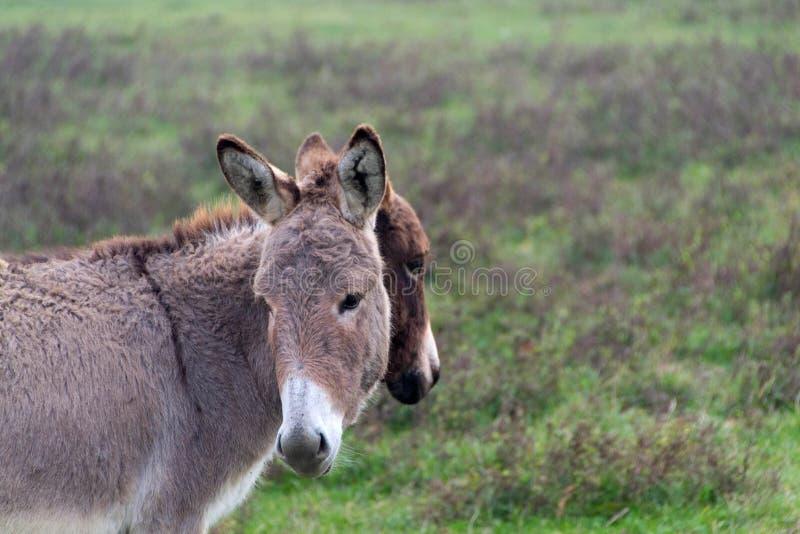Asnos Em Um Parque Nacional Imagem de Stock - Imagem de wildlife ...