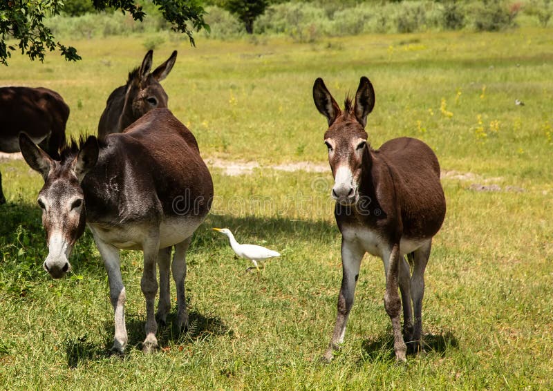 Asnos Selvagens No Delta De Okavango Em Botswana Foto de Stock - Imagem ...