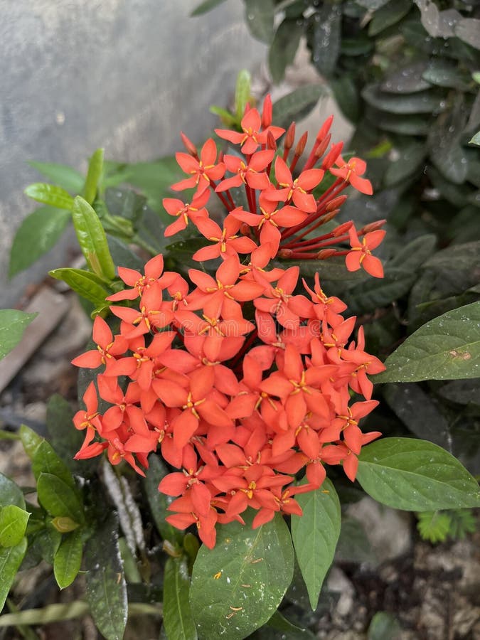 Asoca flower stock image. Image of wild, asoca, lovely - 361504759