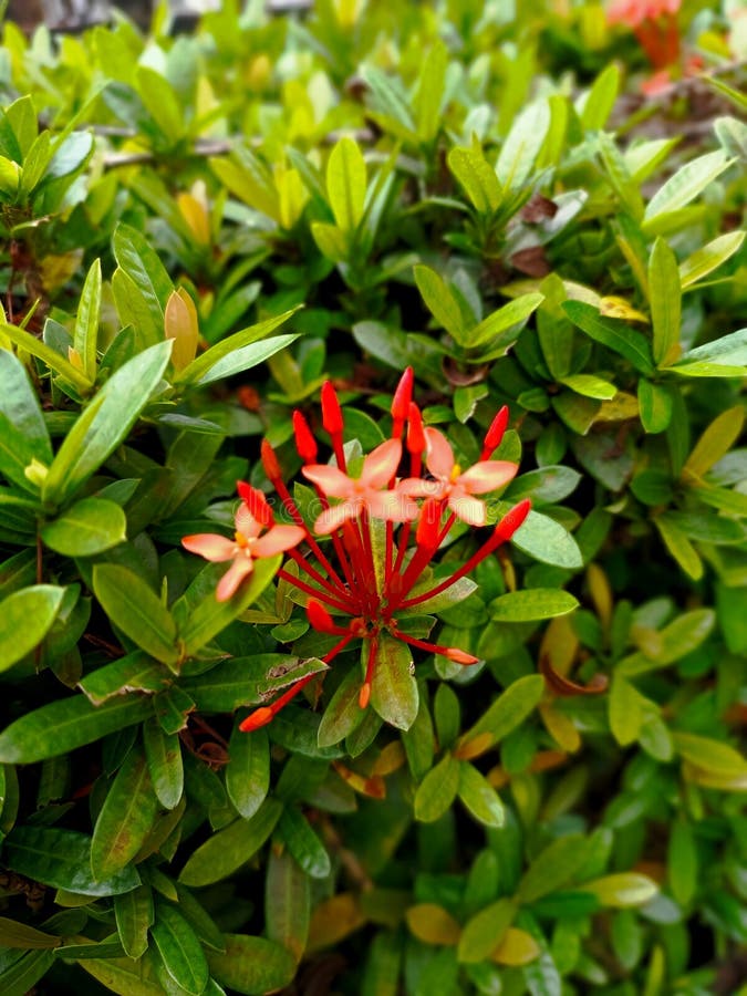 Asoka flower beautiful stock image. Image of herb, produce - 264204339