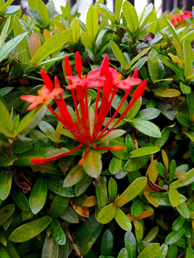 Asoka Flower Beautiful Plant Stock Image - Image of flower, asoka ...