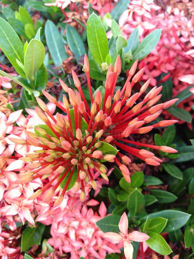 Asoka Flower in the garden stock photo. Image of shrub - 220439330