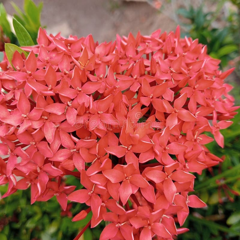 Asoka flower in the garden stock photo. Image of garden - 302864168